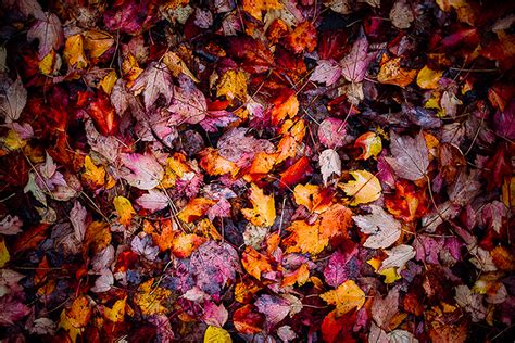 Canon Eos R Review Review Pcmag Australia