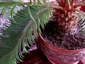 Как ухаживать за цикасом революта в домашних условиях, пересадка после ...
