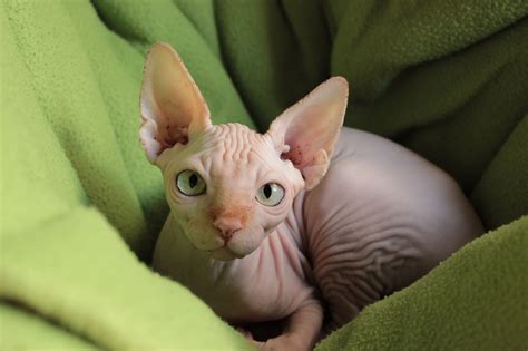 Tiktokers Go Viral Popping Cats Pimples Vets Warn Against It
