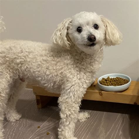 강아지 간식 고를 때 신경 써야 하는 3가지 사항들 비마이펫 라이프