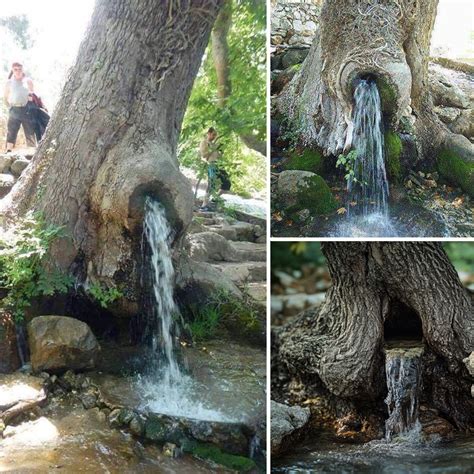 A Rare Natural Phenomenon Gushing Water Tree 150 Years Old Pngland Com