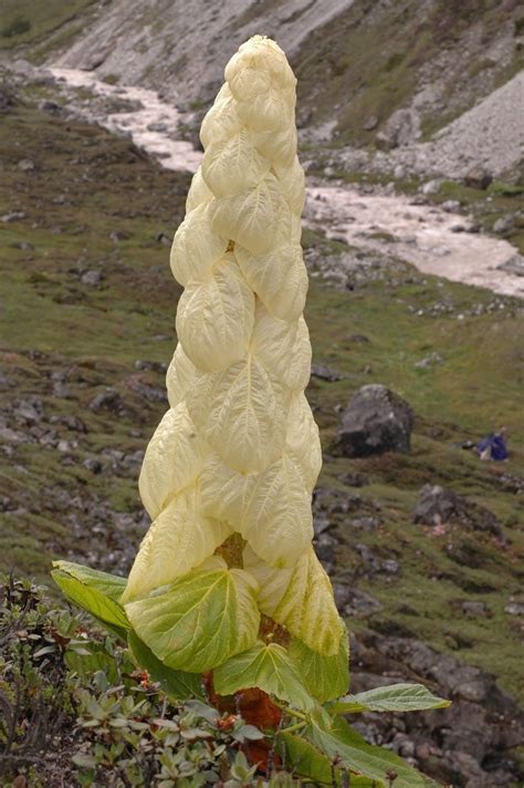 Animals And Plants Of Sikkim At Taj Rolleston Blog