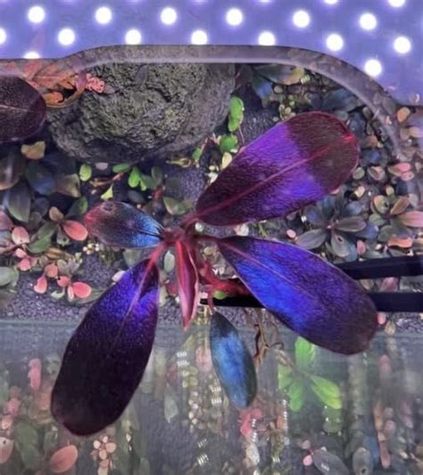 Bucephalandra Black Angel Furniture And Home Living Gardening Plants