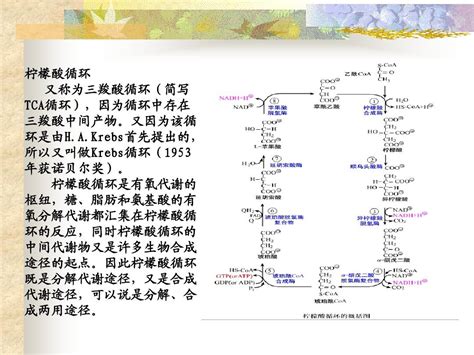 第1011章糖酵解和三羧酸循环word文档在线阅读与下载无忧文档 第1011章糖酵解和三羧酸循环word文档在线阅读与下载无忧文档