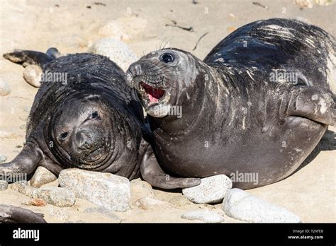 Two Recently Born Northern Elephant Seal Pups Mirounga Angustirostris