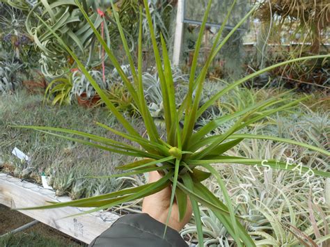 Tillandsia Variabilis Davis Farms Wholesale Tillandsias