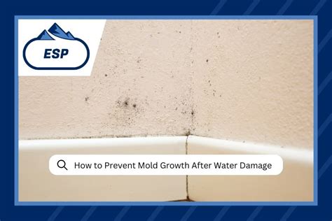How To Prevent Mold Growth After Water Damage Emergency Service Pros