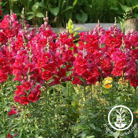 Snapdragon Seeds Sonnet Series Hybrid Annual Flower Gardening Seed