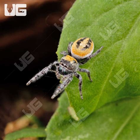 Dream Jumping Spider Phidippus Morpheus For Sale Underground Reptiles