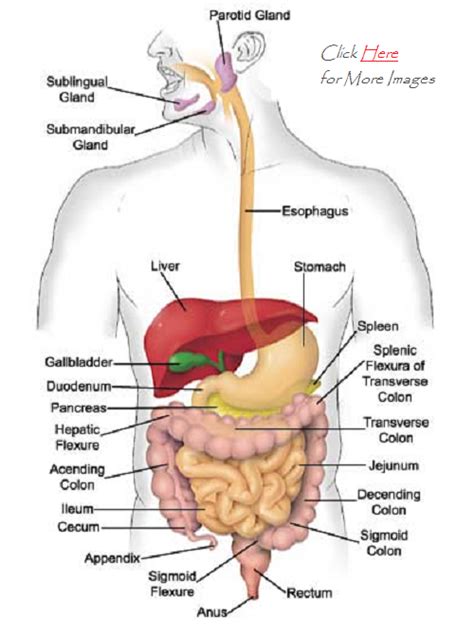 Body Map Organs