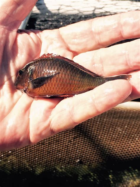 Tropheus Moorii Chipimbi Firecracker Bluechip Aquatics