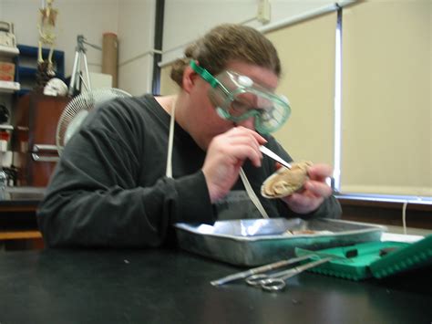 Clam Dissection