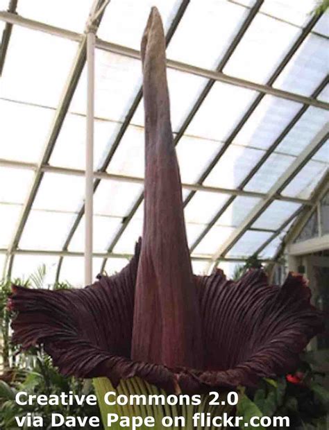 Breaking News English Grammar Corpse Flower