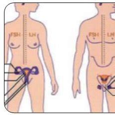 Lock And Key Principle Download Scientific Diagram