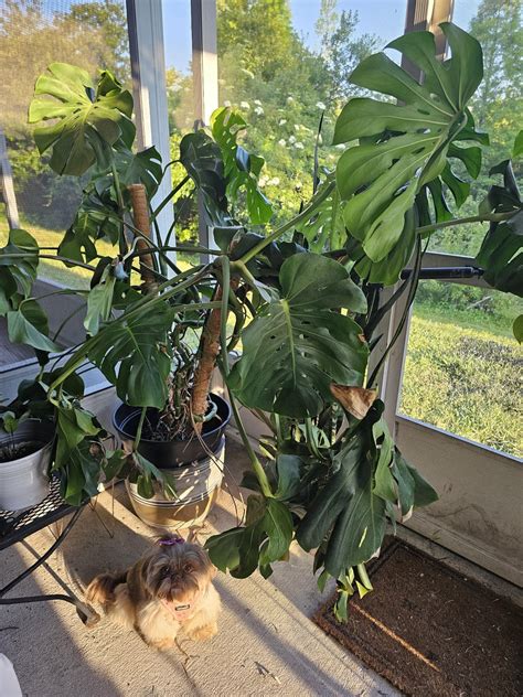 Moss Poles No Longer Working Rmonstera