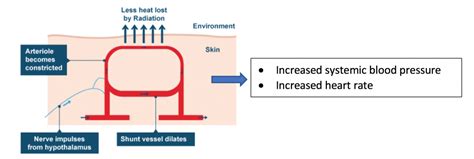 Body Temperature Homeostasis Cold Pressor Test A Mixed Course Based Research Approach To
