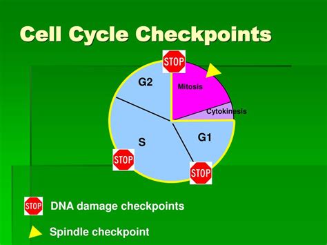 Ppt Mitosis Powerpoint Presentation Free Download Id 5147082