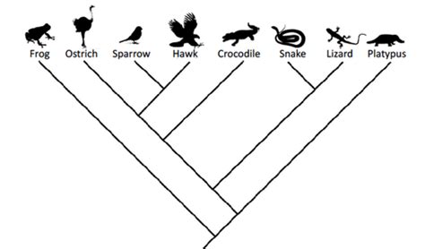 Bio 152 Exam 2 Flashcards Quizlet