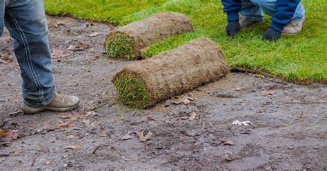 잔디밭에 설치하는 푸른 잔디 잔디 롤을 놓는 정원 가꾸기의 손 사진 Unsplash의 자연 이미지