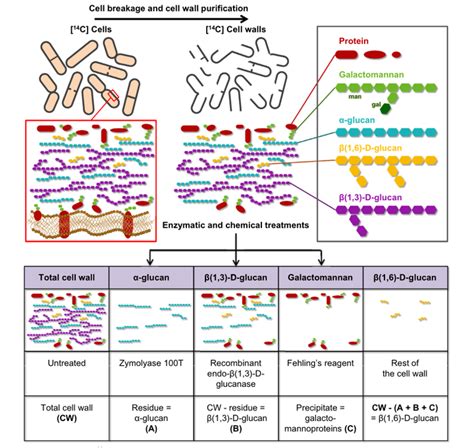 新型内切 β 1 3 D 葡聚糖酶用于真菌细胞壁成分定量分析 知乎