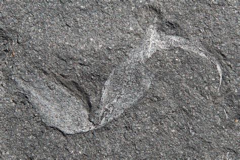 Oldest Land Living Animal From Gondwana Found 360 Million Year Old