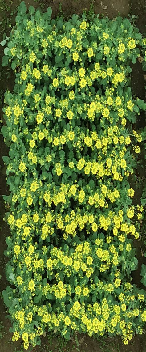 Flower Detection 2 Instance Segmentation Dataset By Talha