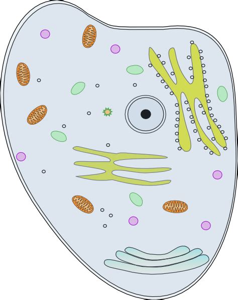 13 Cell Clip Art Preview Cell Clipart Hdclipartall
