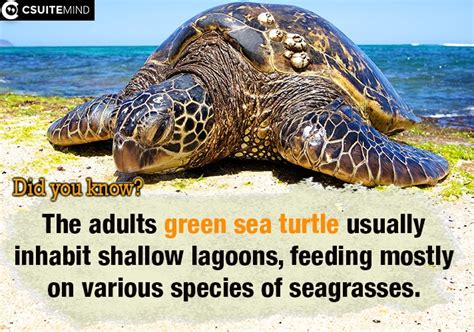 What Are Green Sea Turtle Facts