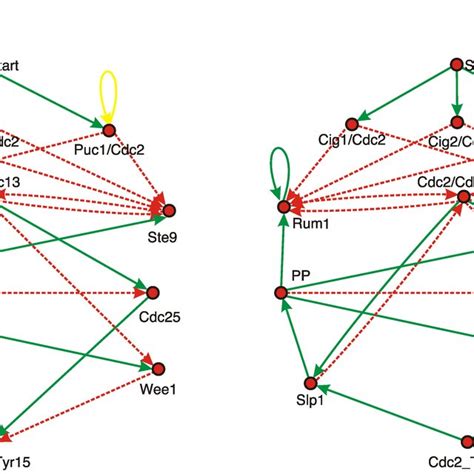 Boolean Network Model Of The Fission Yeast Cell Cycle Regulation Nodes Download Scientific