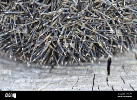 Igel Auf Dem Baumstumpf Igel Zusammengerollt In Eine Kugel