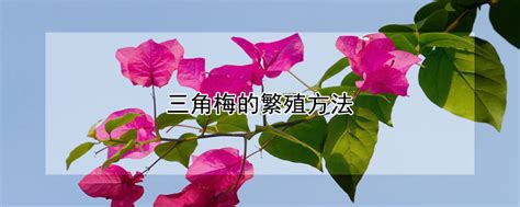 三角梅的繁殖方法 发财农业网