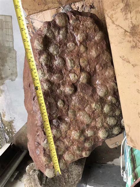 Egg Fossil From Yunnan Fossil Id The Fossil Forum
