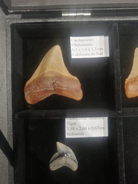 Shark Fossil Tooth Catawiki
