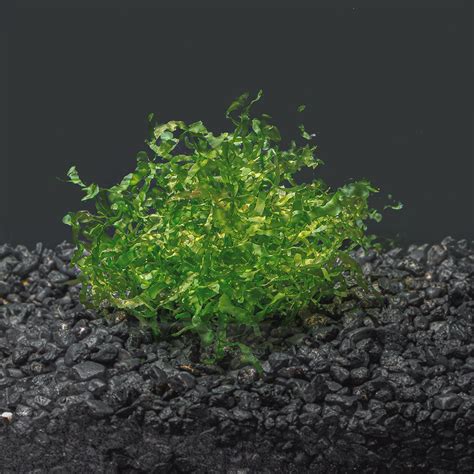 Subwassertang Aquarium And Fish Supplieslive Fish Plants And Tank Equipment