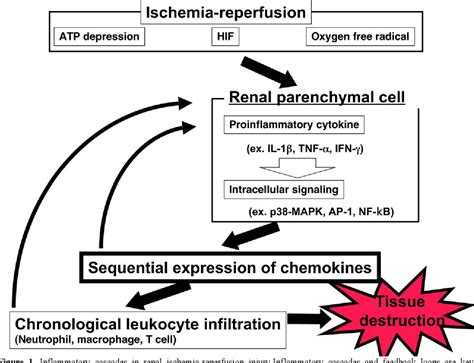 Figure 1 From Roles Of Chemokines In Renal Ischemiareperfusion Injury