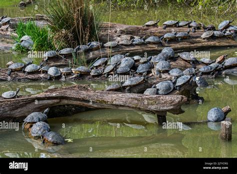 Red Eared Terrapins Trachemys Scripta Elegans And Yellow Bellied