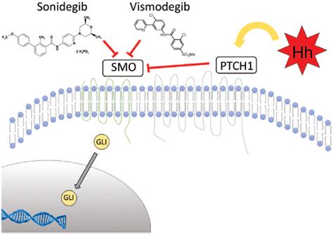 Vismodegib An Inhibitor Of The Hedgehog Signaling Pathway 55 Off