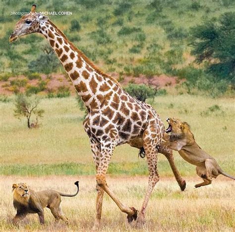 Best 11 Animal Species That Practice Same Sex Coupling Artofit