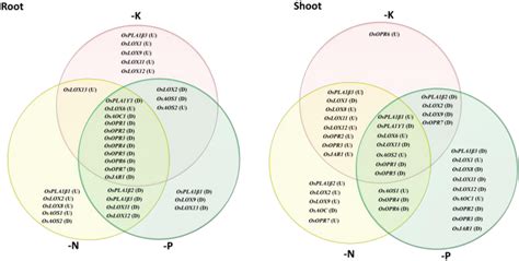 Overlapping Expression Of Rice Ja Biosynthesis Genes Under N P And K⁺ Download Scientific