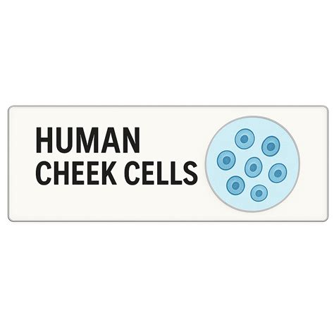 Microscope Slide Human Cheek Cells Edischoolmart