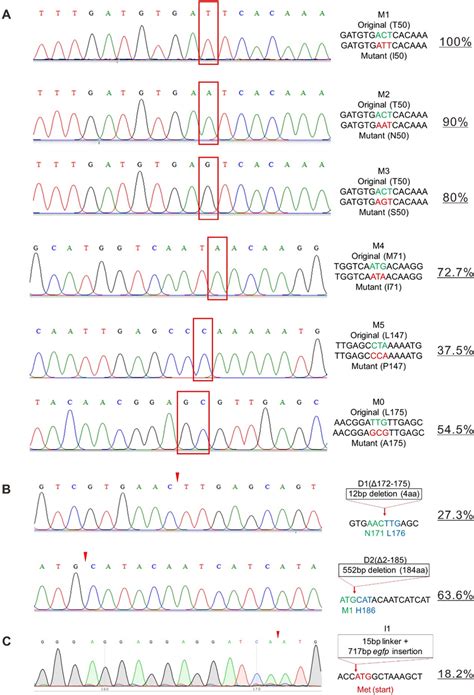 Evaluation Of Plasmid Based Editing Using Sanger Sequencing A Series Of Download Scientific