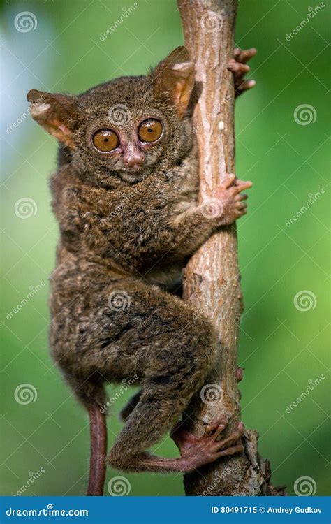 Tarsius Sits On A Tree In The Jungle Close Up Indonesia Sulawesi Island Stock Image Image