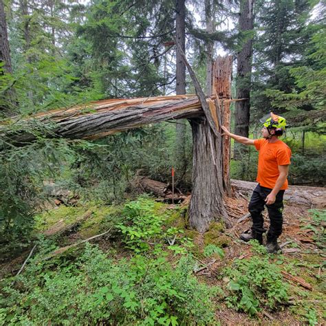 Arborist Tree Risk Assessments In Whistler Pemberton