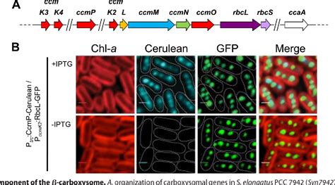 Figure 1 From Forms A β Protein From The Bacterial Microcompartment Domain The Structure Of Ccmp
