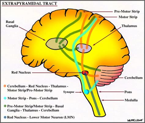 Extrapyramidal System Basal Ganglia