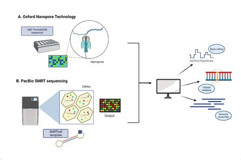 Long Read Sequencing Technologies By Oxford Nanopore Technologies And