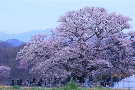 福島県の一本桜 3郡山市墓守り桜 GANREF