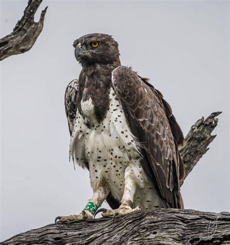 Martial Eagle Wingspan