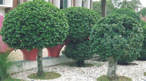 Does Ficus Flash Have Invasive Roots