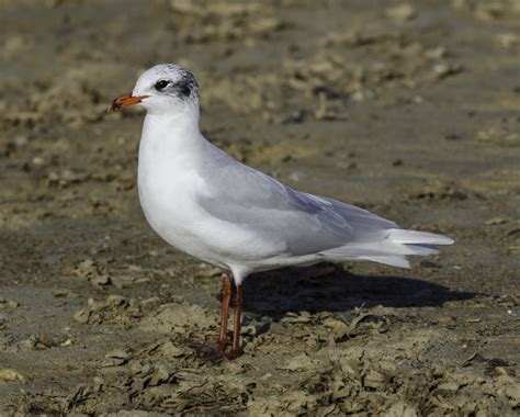 Identification Guide To Winter Gulls Part 1 Wingsearch2020